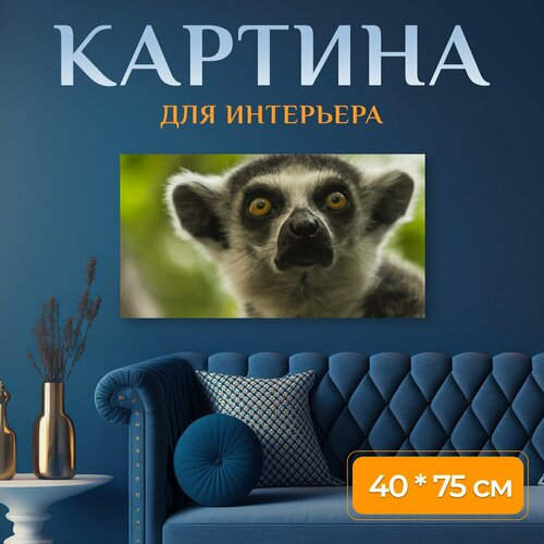 Картина на холсте "Лемур, млекопитающее, животное" на подрамнике 75х40 см. для интерьера