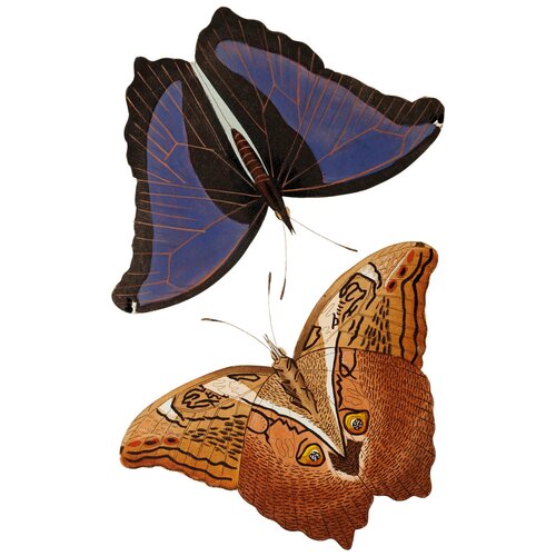 Постер / Плакат / Картина Гигантские бабочки-совы 60х90 см в подарочном тубусе