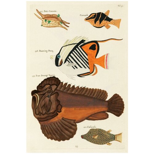 Постер / Плакат / Картина Рыбы - Виды морских рыб 50х70 см в раме