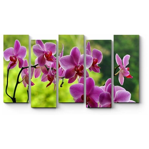 Модульная картина Неподражаемые орхидеи 120x69