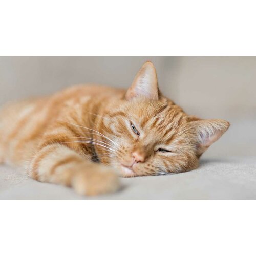 Картина на холсте 60x110 LinxOne "Кошка отдых рыжий кот мордочка" интерьерная для дома / на стену / на кухню / с подрамником