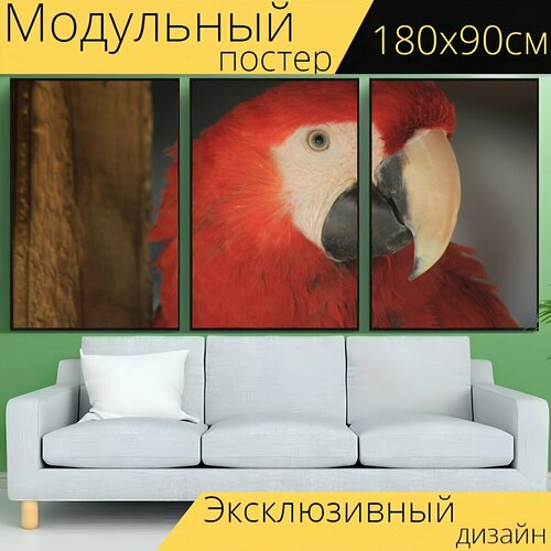 Модульный постер "Ара, птица, попугай" 180 x 90 см. для интерьера