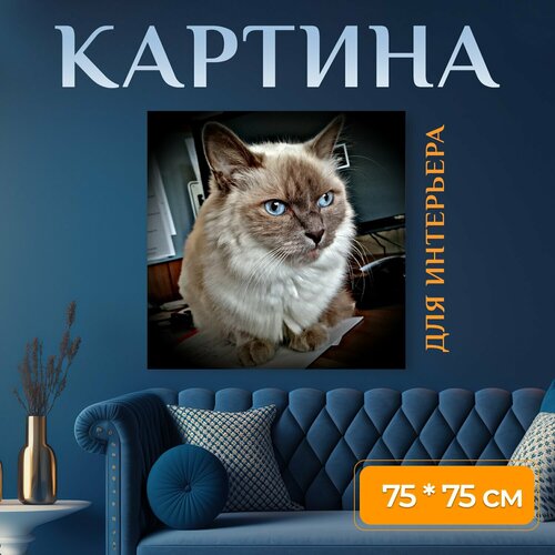 Картина на холсте "Кот, персидская кошка, домашнее животное" на подрамнике 75х75 см. для интерьера