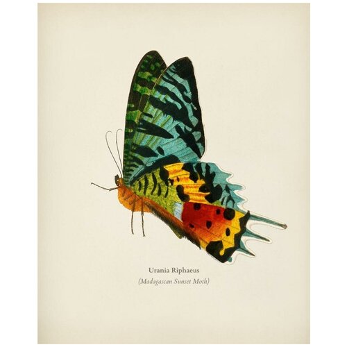 Постер / Плакат / Картина Бабочки - Восхитительная бабочка 40х50 см в подарочном тубусе