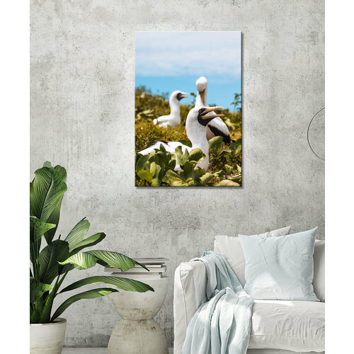 Картина - Олуша, птица олуша, олуша северная птица (19) 30х40