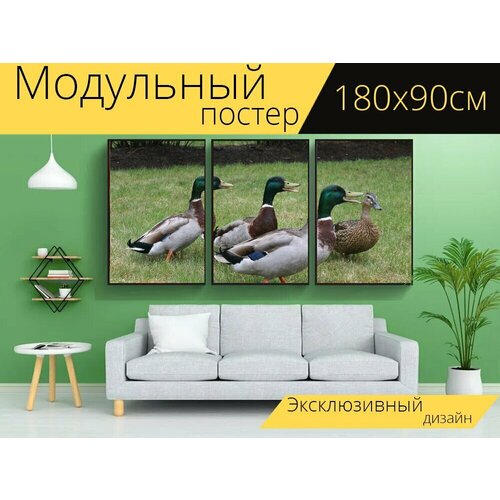 Модульный постер "Утки, кряква, птица" 180 x 90 см. для интерьера