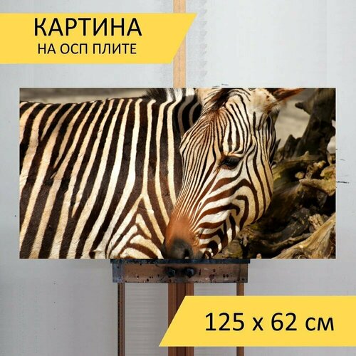Картина на ОСП 125х62 см. "Зебра, дикое животное, зоопарк" горизонтальная, для интерьера, с креплениями