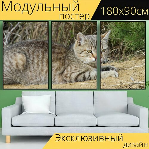 Модульный постер "Кот, котенок, животные" 180 x 90 см. для интерьера