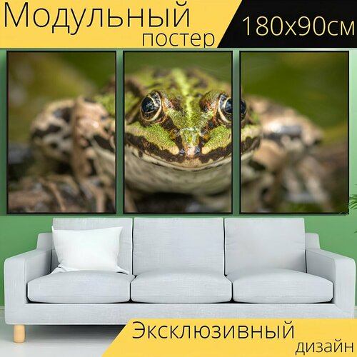 Модульный постер "Лягушка, жаба, амфибия" 180 x 90 см. для интерьера
