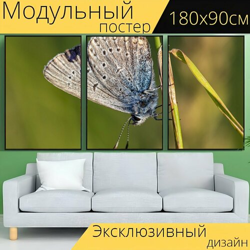 Модульный постер "Обыкновенный синий, бабочка, насекомое" 180 x 90 см. для интерьера