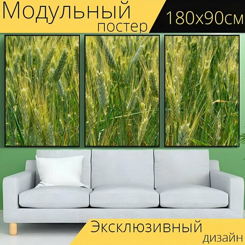 Модульный постер "Поле пшеницы, пшеница уха, сельское хозяйство" 180 x 90 см. для интерьера