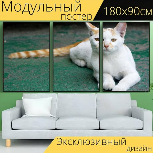 Модульный постер "Кошка, животное, имбирь" 180 x 90 см. для интерьера