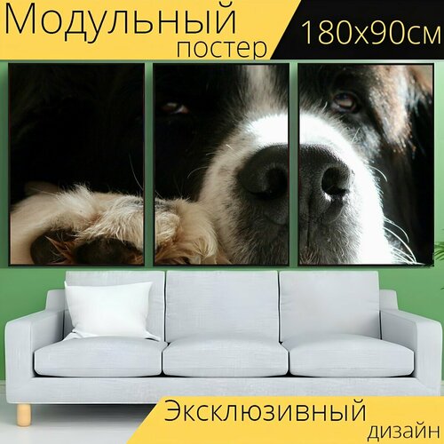 Модульный постер "Морда собаки, лапа, собака" 180 x 90 см. для интерьера