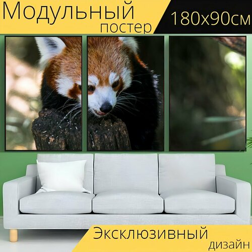 Модульный постер "Животное, панда, маленькая панда" 180 x 90 см. для интерьера