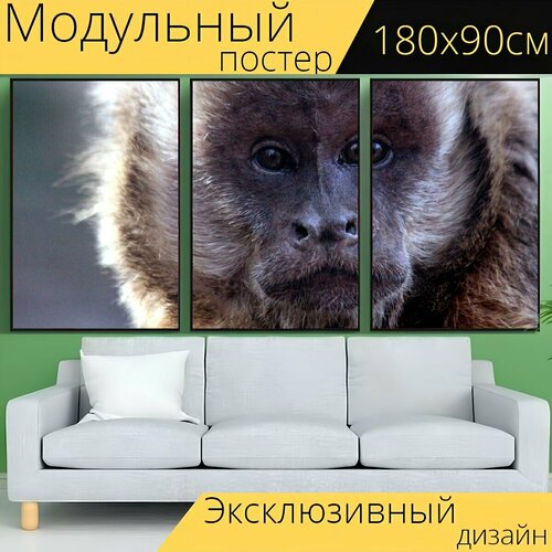 Модульный постер "Капуцин, примат, обезьяна" 180 x 90 см. для интерьера
