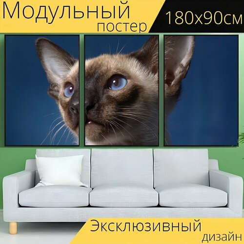 Модульный постер "Кот, сиамский, портрет" 180 x 90 см. для интерьера
