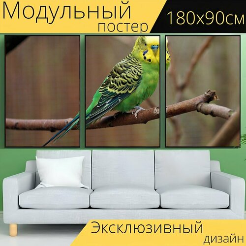 Модульный постер "Волнистый попугайчик, птица, попугай" 180 x 90 см. для интерьера