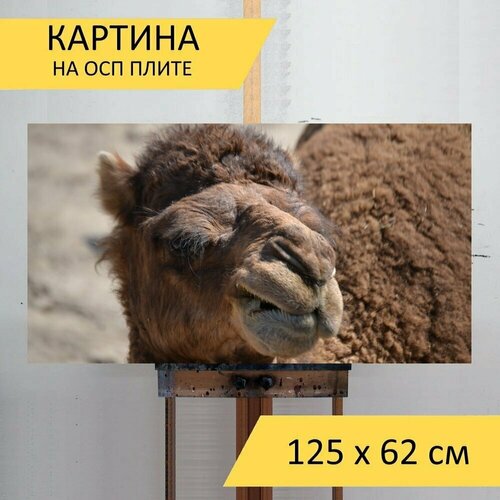 Картина на ОСП 125х62 см. "Верблюд, млекопитающее, пушистый" горизонтальная, для интерьера, с креплениями