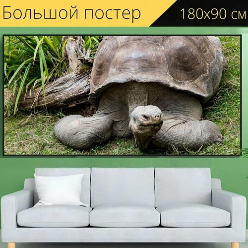 Большой постер "Черепаха, животное, дикая природа" 180 x 90 см. для интерьера