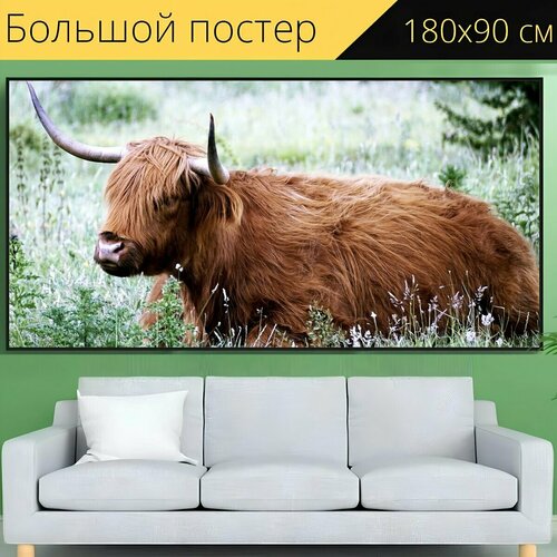 Большой постер "Горный скот, рога, волосатый" 180 x 90 см. для интерьера