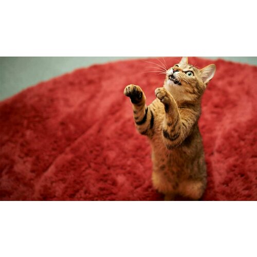 Картина на холсте 60x110 LinxOne "Кот поза ковер красный кошка" интерьерная для дома / на стену / на кухню / с подрамником