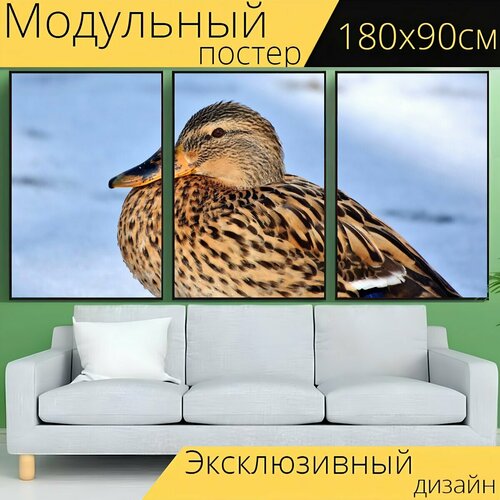 Модульный постер "Утка, селезень, водоплавающая птица" 180 x 90 см. для интерьера