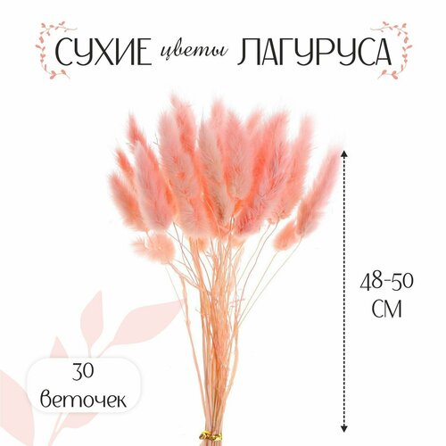 Сима-ленд Лагурус сухоцвет 712362, 60 см розовый 3.5 см 60 см 30 шт. 30 шт.