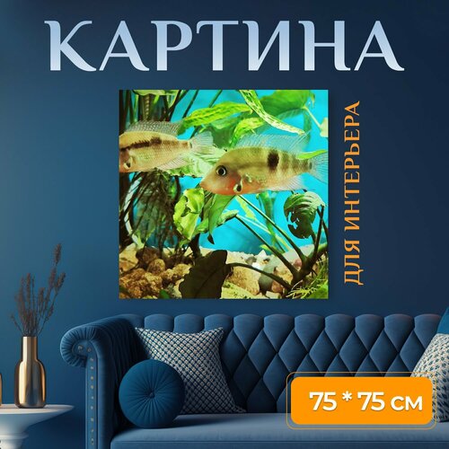 Картина на холсте "Аквариум, райби, акваристика" на подрамнике 75х75 см. для интерьера