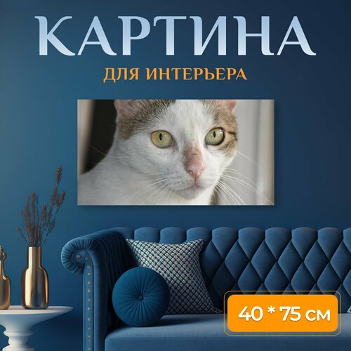 Картина на холсте "Кошка, кошачий, котенок" на подрамнике 75х40 см. для интерьера