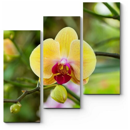 Модульная картина Тропическая орхидея, цветущая в летнем саду 90x96