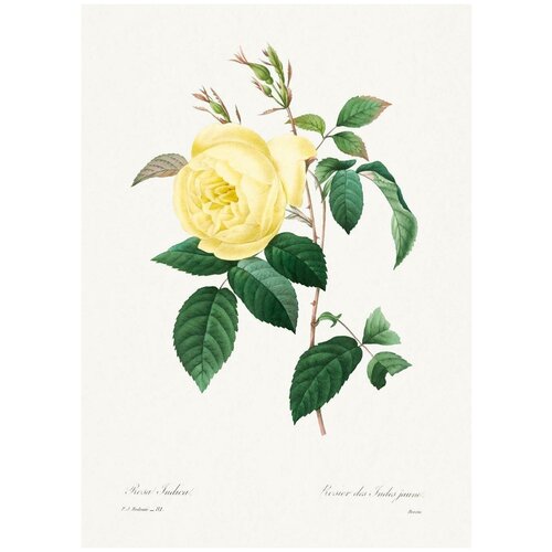 Постер / Плакат / Картина Дикие цветы - Желтая роза 50х70 см в подарочном тубусе