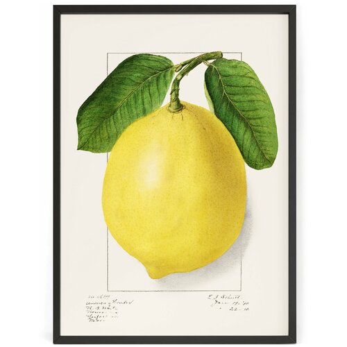 Плакат на стену с лимоном 70 x 50 см в тубусе