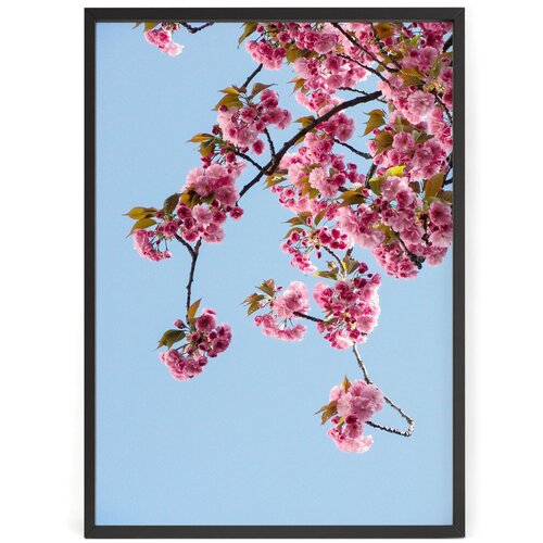 Фото-постер на стену с изображением сакуры (вишни) 70 x 50 см в тубусе