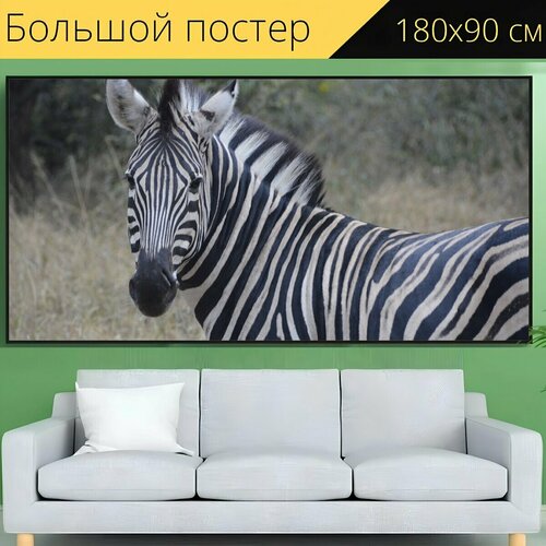Большой постер "Животное, зебра, африка" 180 x 90 см. для интерьера