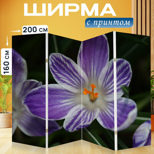 Ширма перегородка с принтом "Крокус, весна, весенний цветок" на холсте - 200x160 см. для зонирования, раскладная