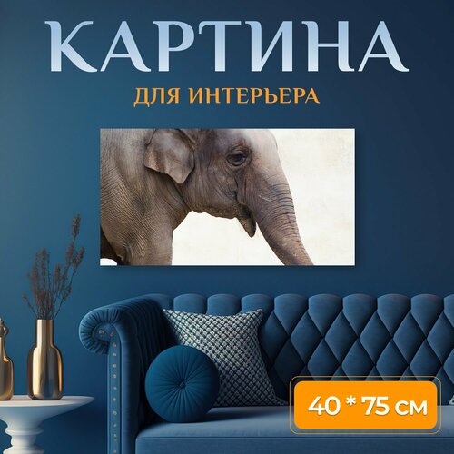 Картина на холсте "Слон, зоопарк, животное" на подрамнике 75х40 см. для интерьера