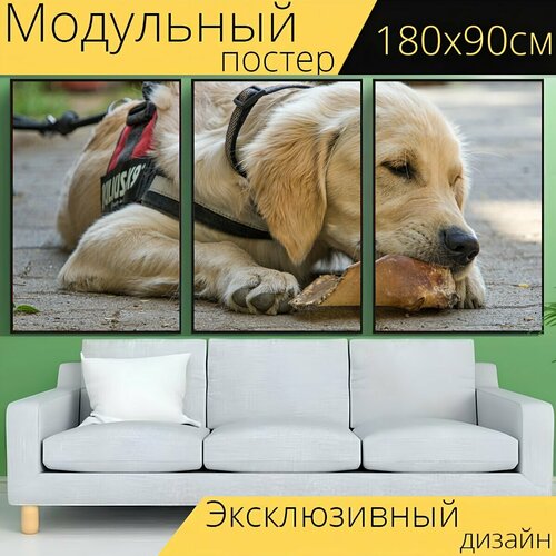 Модульный постер "Золотистый ретривер, щенок, собака" 180 x 90 см. для интерьера