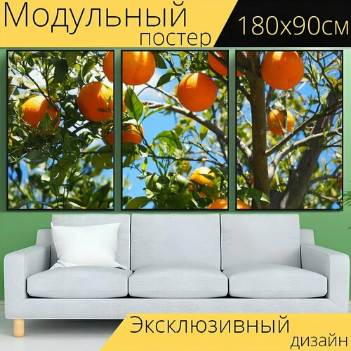 Модульный постер "Апельсины, фрукты, роща" 180 x 90 см. для интерьера