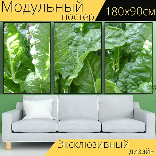 Модульный постер "Шпинат, овощ, свежий" 180 x 90 см. для интерьера