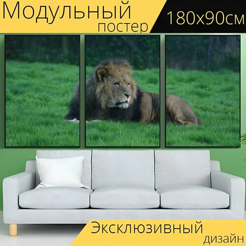 Модульный постер "Лев, животное, луг" 180 x 90 см. для интерьера