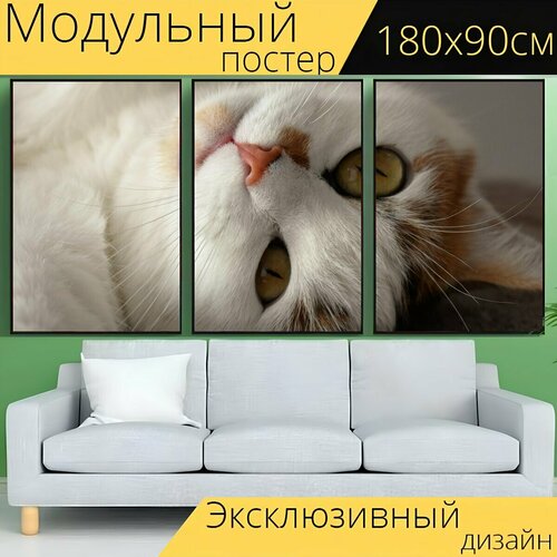 Модульный постер "Кот, животное, белый" 180 x 90 см. для интерьера