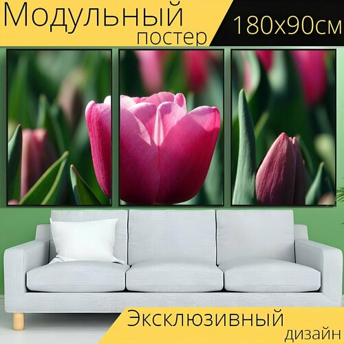 Модульный постер "Тюльпаны, розовый, весна" 180 x 90 см. для интерьера