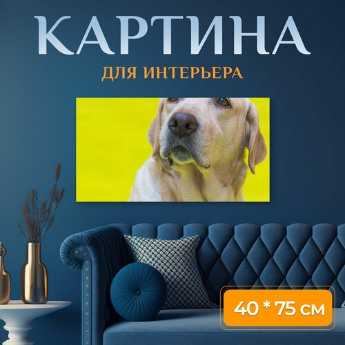 Картина на холсте "Собака, лабрадор, щенок" на подрамнике 75х40 см. для интерьера