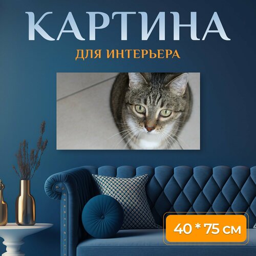 Картина на холсте "Кот, лицо, глаза" на подрамнике 75х40 см. для интерьера