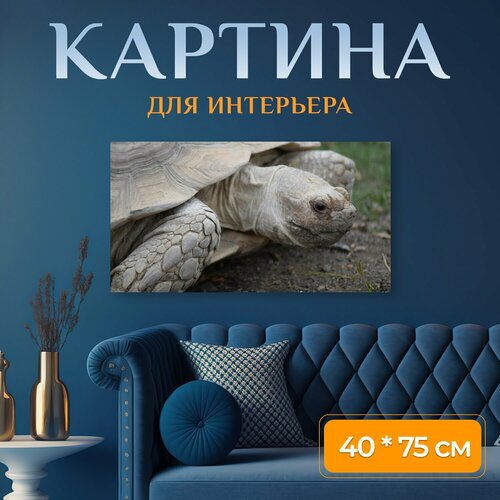 Картина на холсте "Черепаха, животное, рептилия" на подрамнике 75х40 см. для интерьера