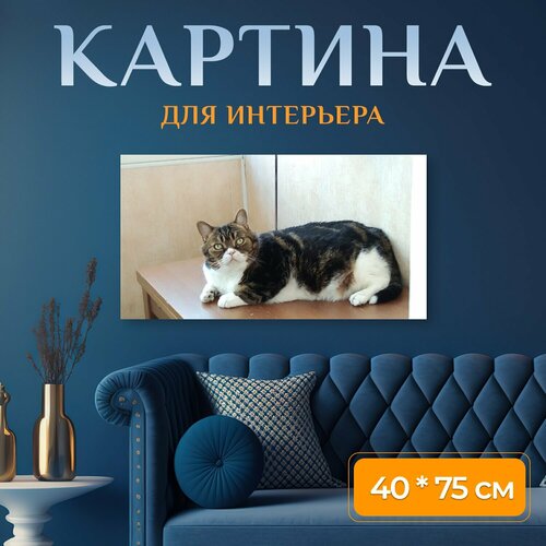 Картина на холсте "Шотландский кот, скоттиш страйт, кот отдыхает" на подрамнике 75х40 см. для интерьера