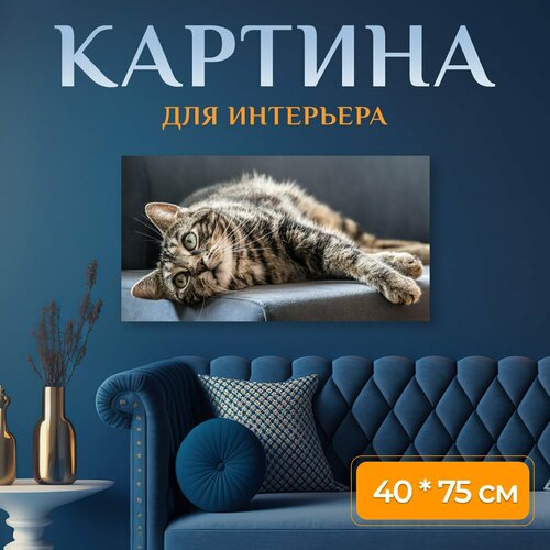 Картина на холсте "Кот, серый, домашняя кошка" на подрамнике 75х40 см. для интерьера