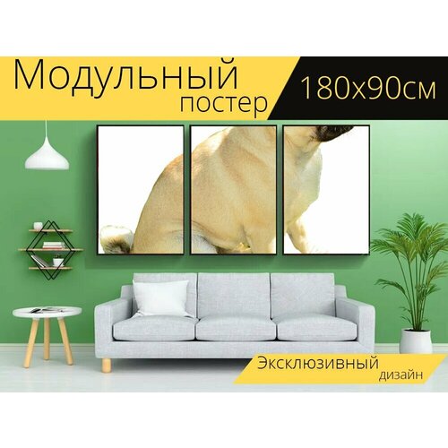 Модульный постер "Собака, мопс, домашний питомец" 180 x 90 см. для интерьера