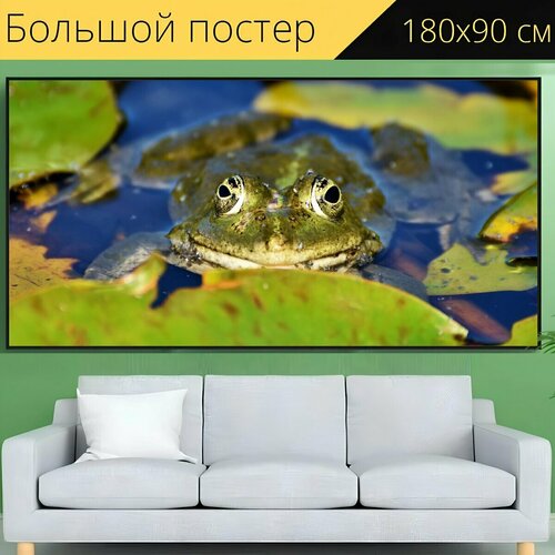 Большой постер "Лягушка, жаба, амфибии" 180 x 90 см. для интерьера