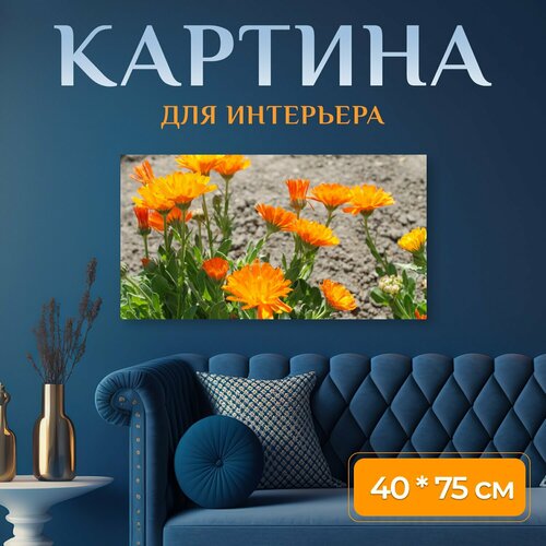 Картина на холсте "Ноготки, цветок, садоводство" на подрамнике 75х40 см. для интерьера